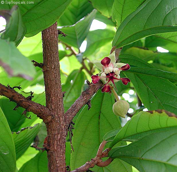Cherimoya Flower